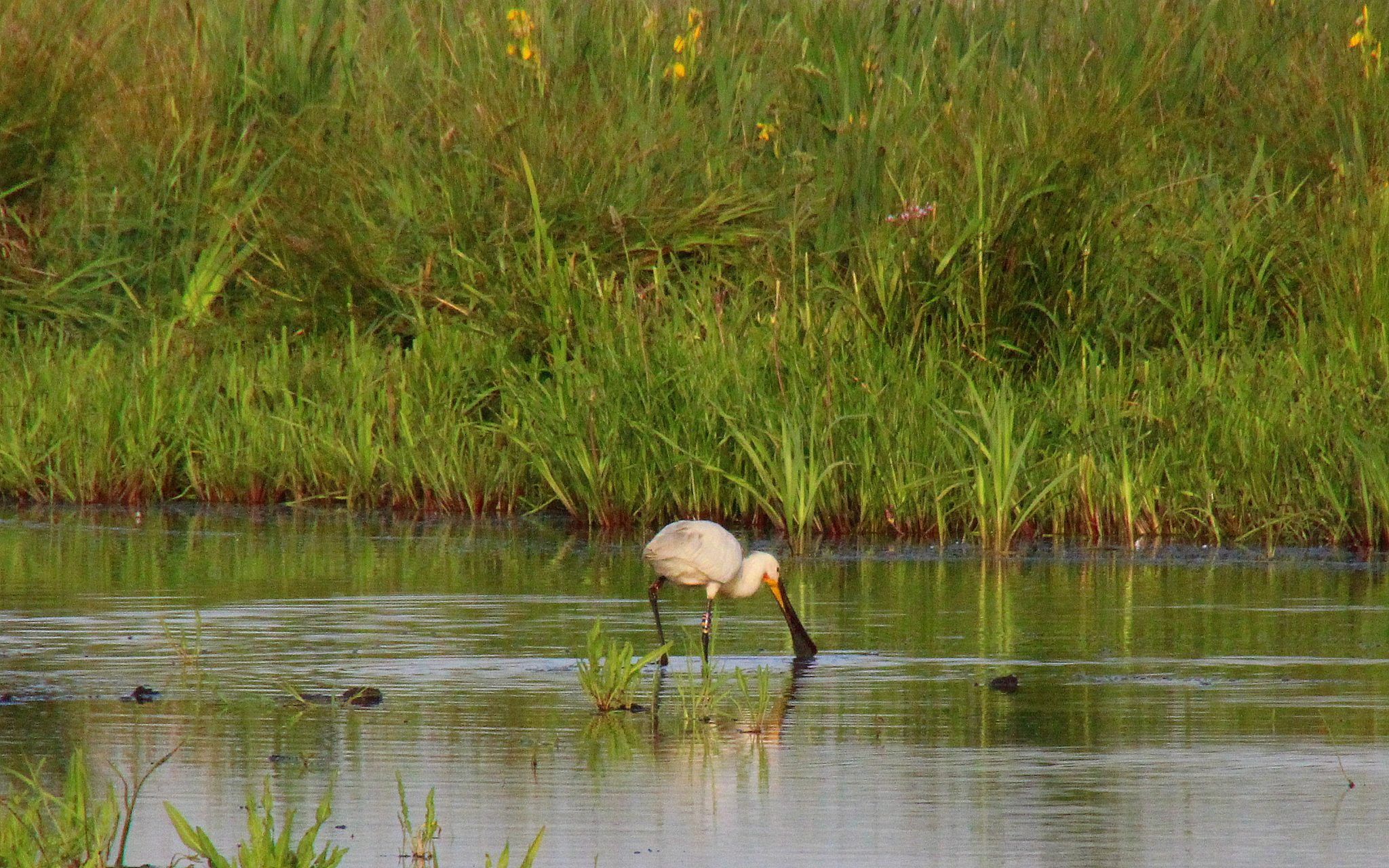 Wet natuurbescherming – WBE Groningen